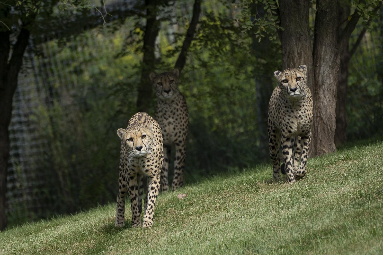 Carnivore Conservation Tour | The Wilds